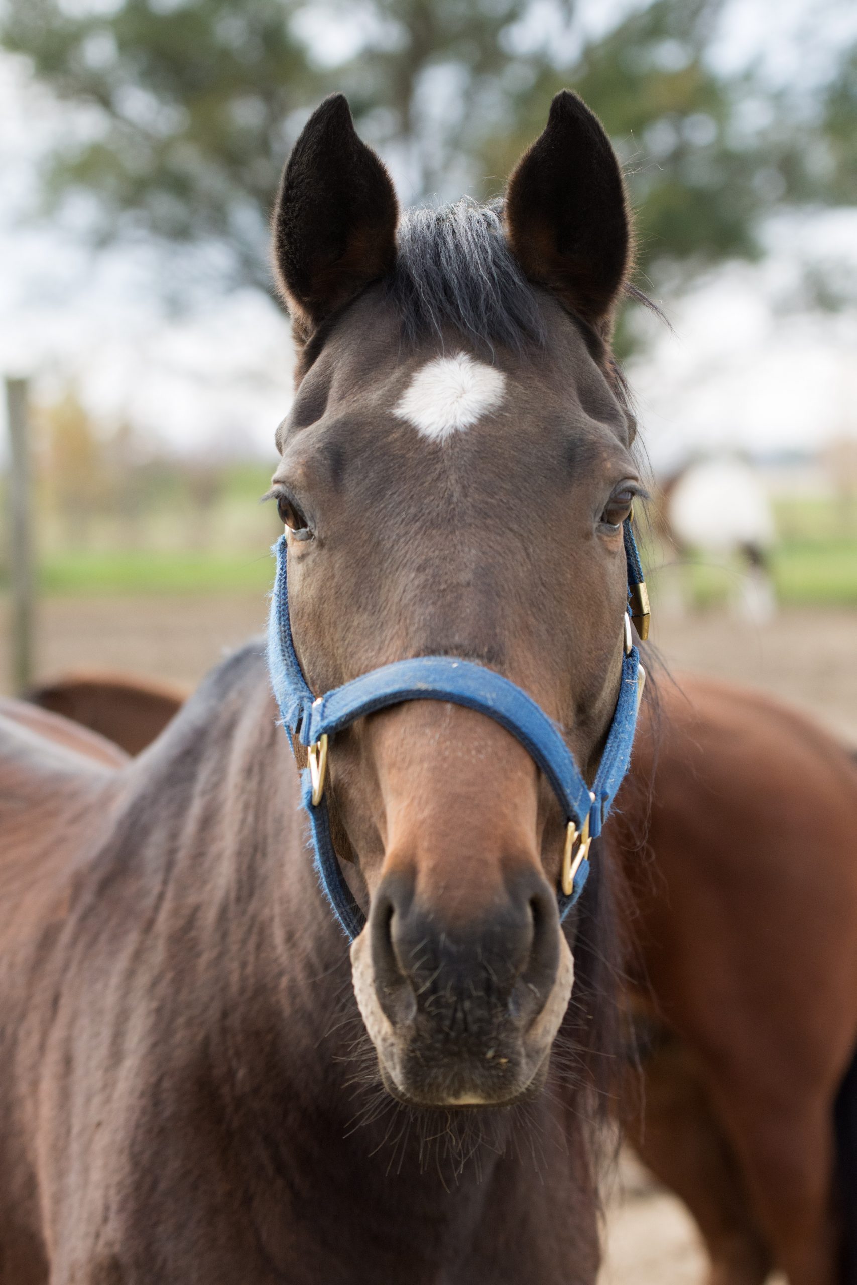 George – The Healing Barn Rescue, Rehabilitation & Sanctuary